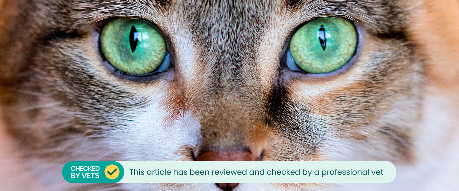 What Colors Do Cats Like and Can They Really See Them ...