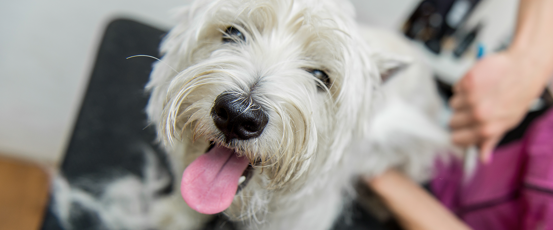 How Often Should You Groom Your Dog? | TrustedHousesitters.com