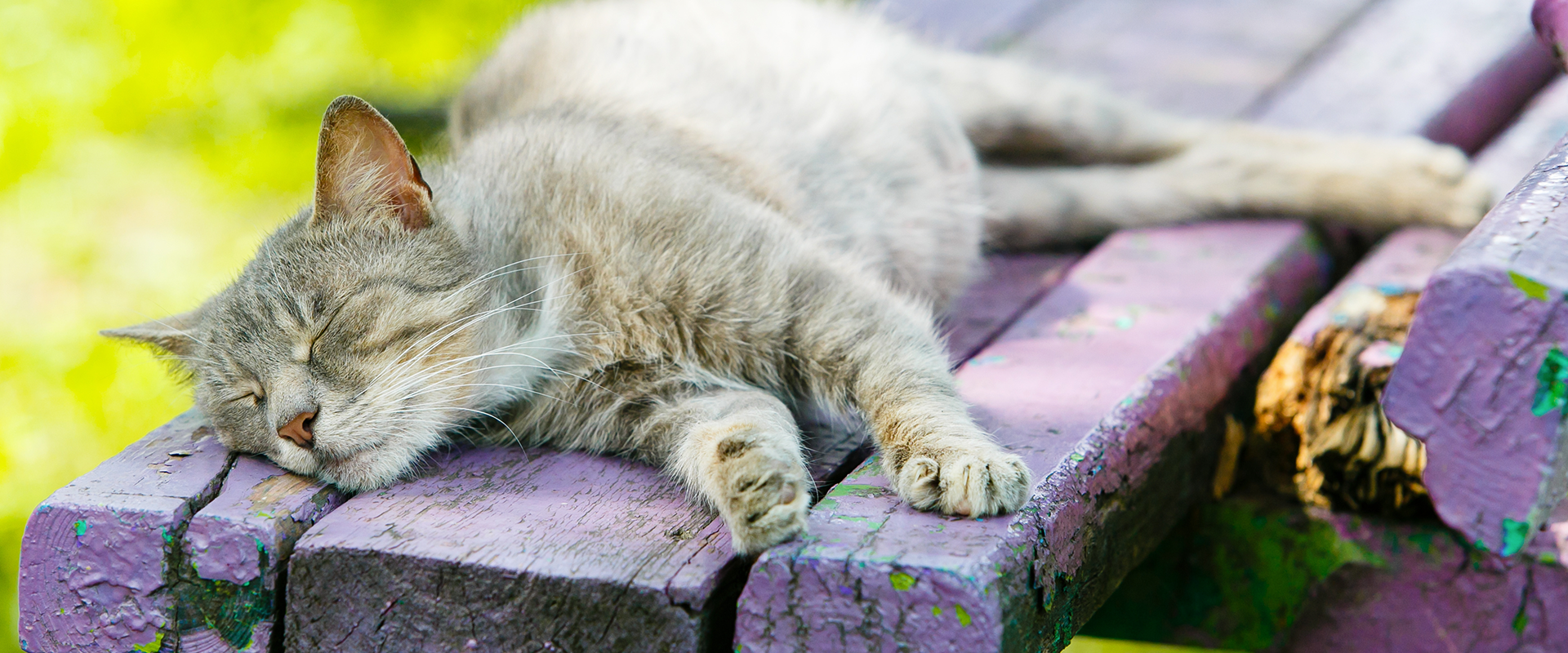 Why Do Cats Sunbathe? | TrustedHousesitters.com