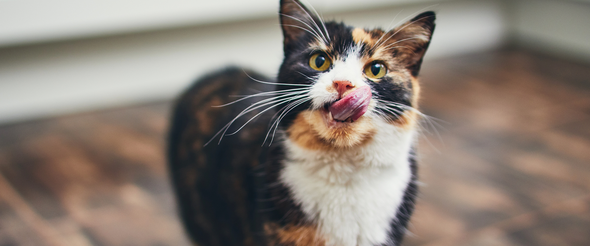 How to Get a Cat’s Attention | TrustedHousesitters.com