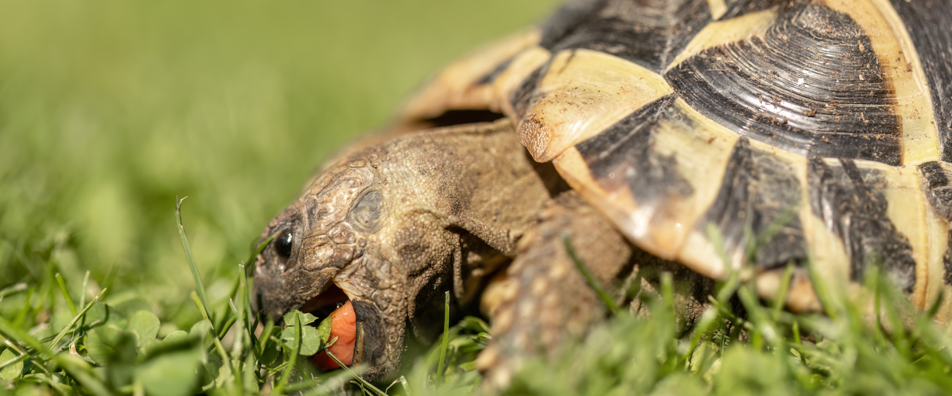 What do Tortoises Eat ? A Guide to the Tortoise Diet ...