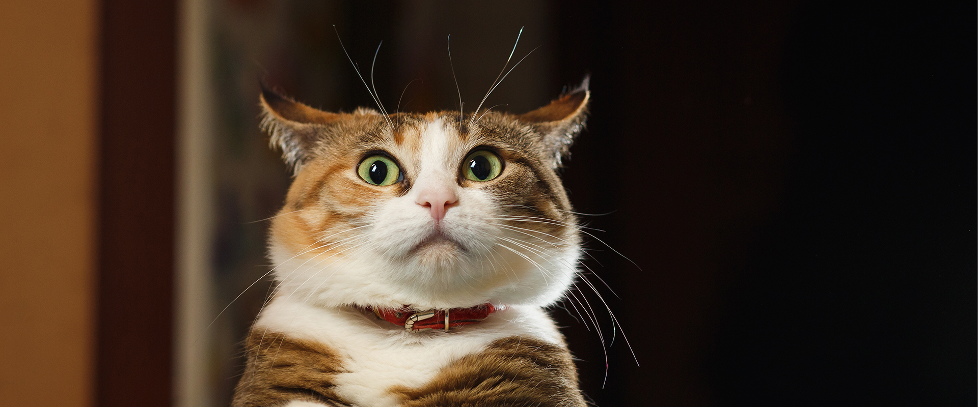 Why Do Cats Put Their Ears Back? Cat Airplane Ears, Explained ...