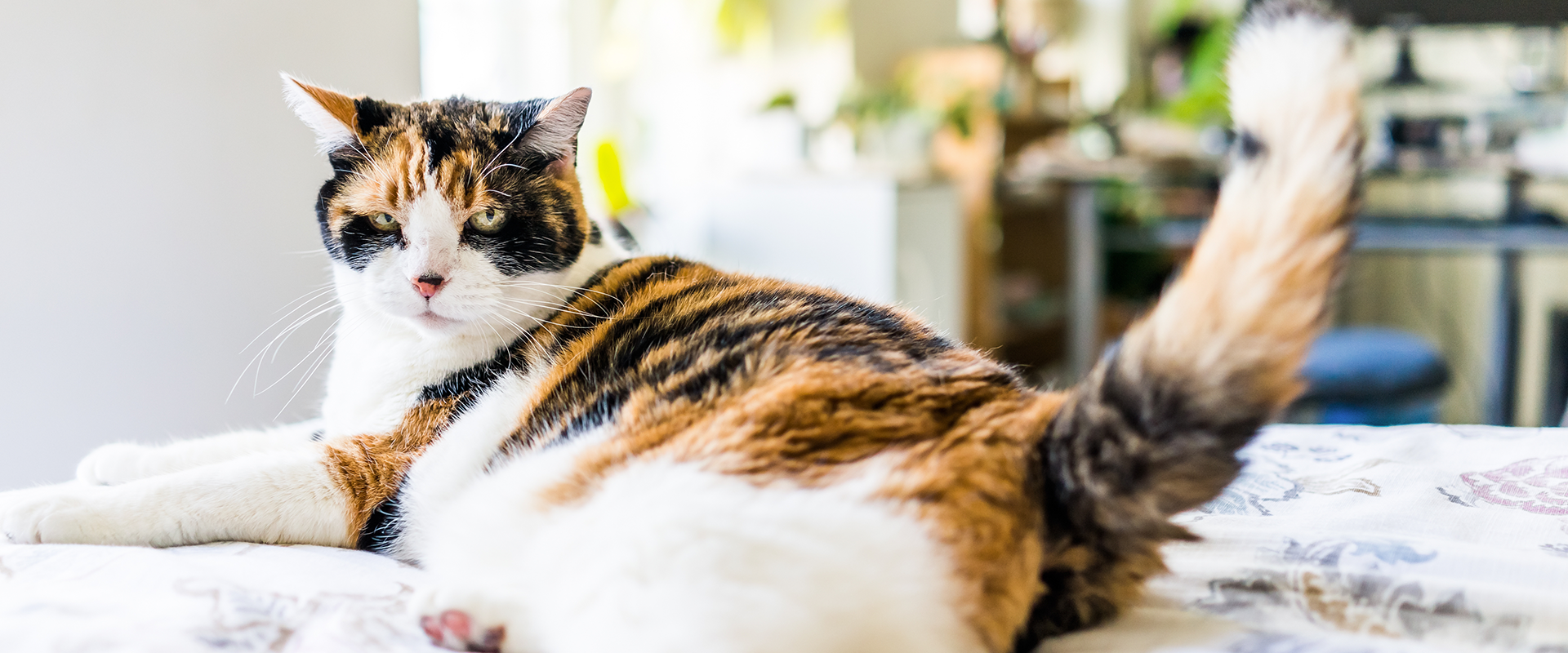 Cat-horned paws: a guide to cat hyperkeratosis | TrustedHousesitters.com