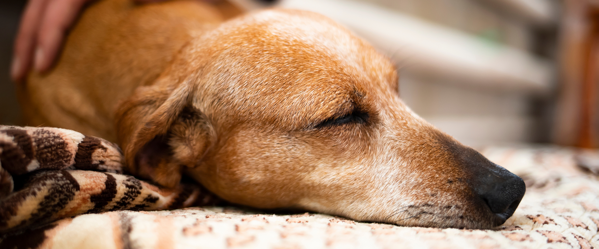 How to Care for a Sick Dog at Home | TrustedHousesitters.com