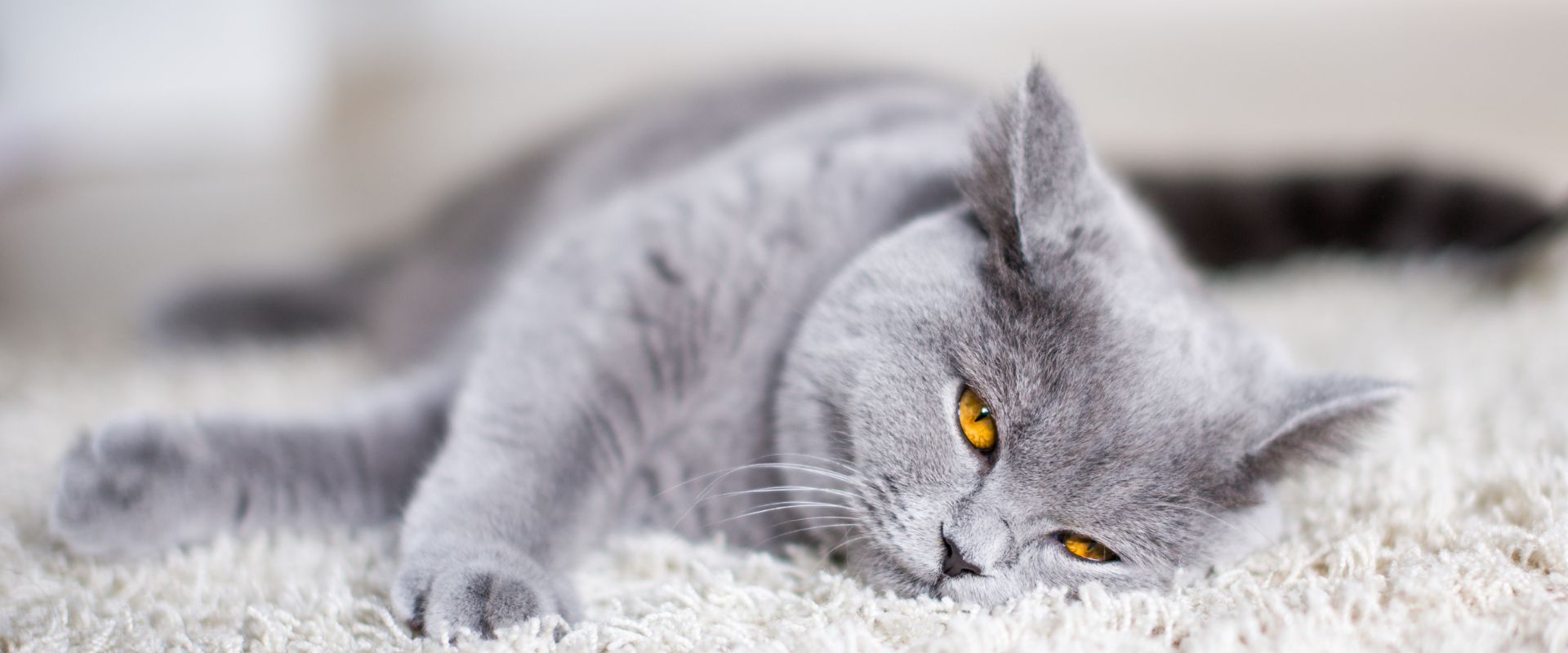 British Pet Names: 2024’s Most Popular UK Pet Names ...