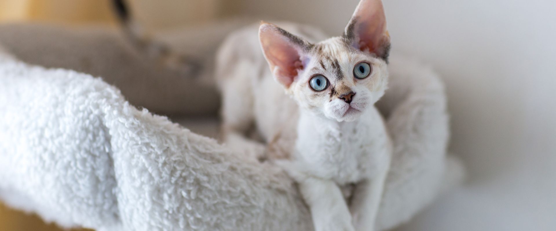 British Pet Names: 2024’s Most Popular UK Pet Names ...