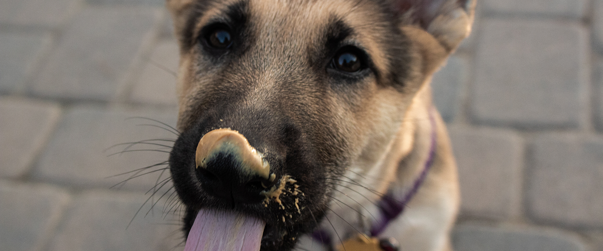 Nutritional Benefits of Peanut Butter for Dogs | TrustedHousesitters.com