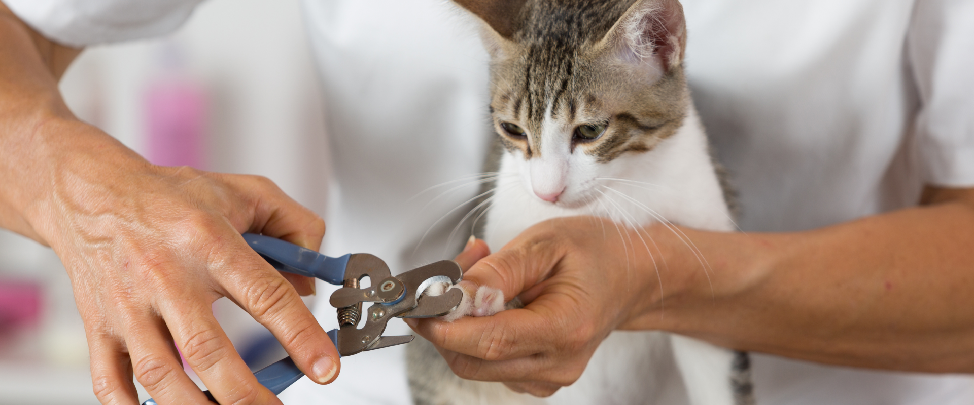 Make the Impossible, Paw-sible: How to Train Cats | TrustedHousesitters.com