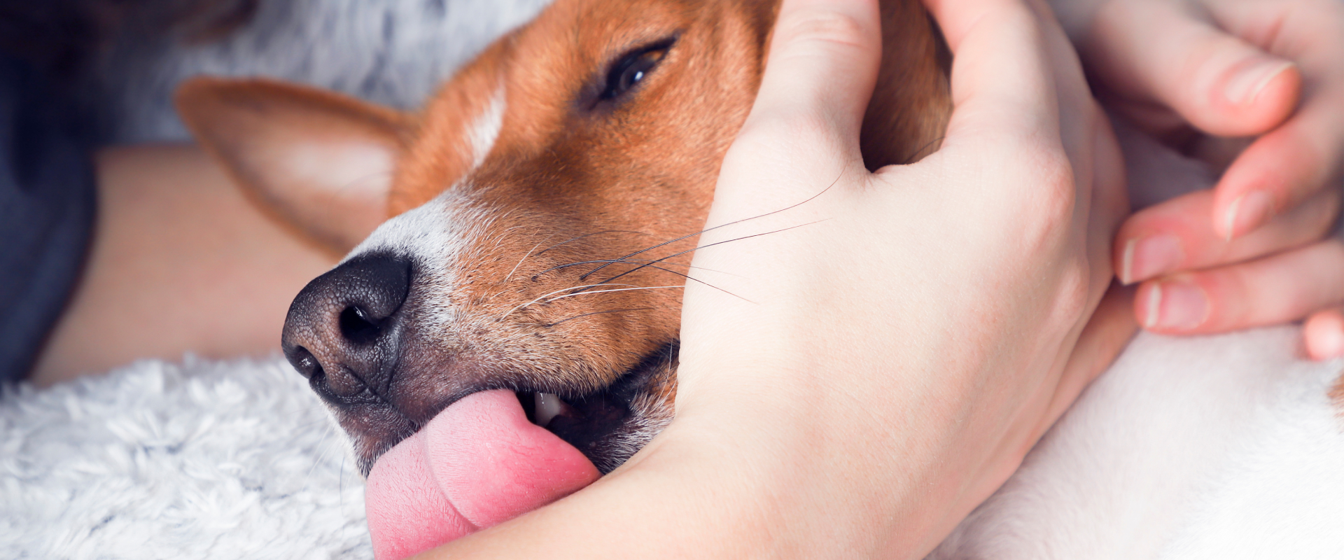 The Slobbery Truth: Why Does my Dog Lick my Hands ...