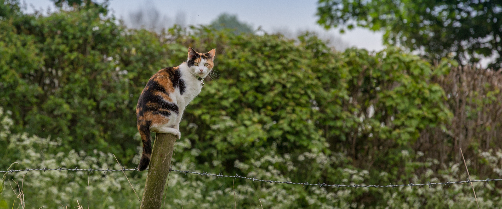 Why do cats perch? The reasons behind cats perching ...