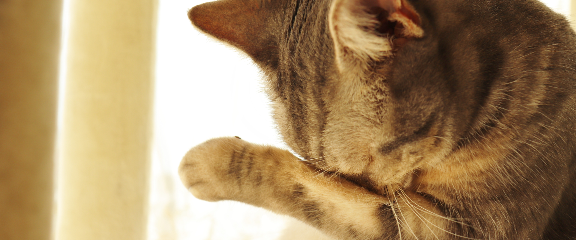 Cry Fur Baby! Do Cats Cry? | TrustedHousesitters.com