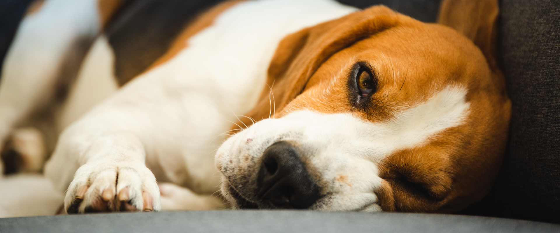 What is Lethargy in Dogs and When is it an Emergency ...