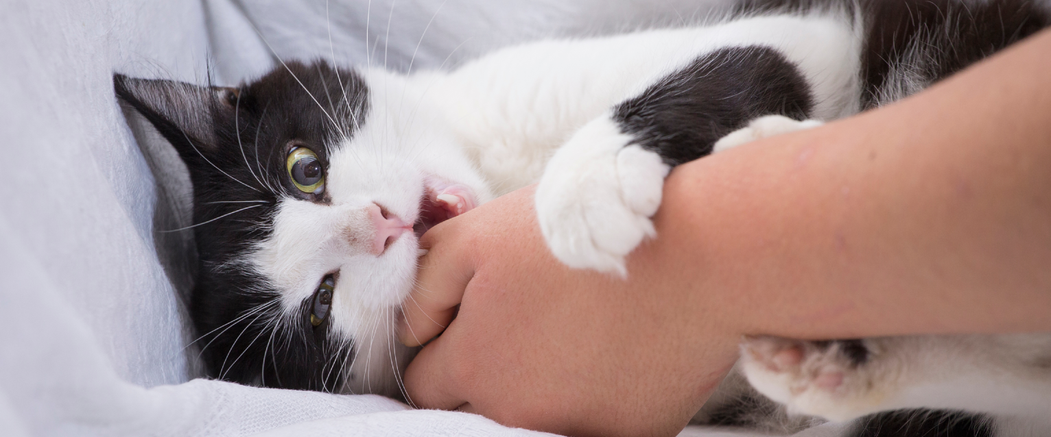 Why Cats Bite | TrustedHousesitters.com