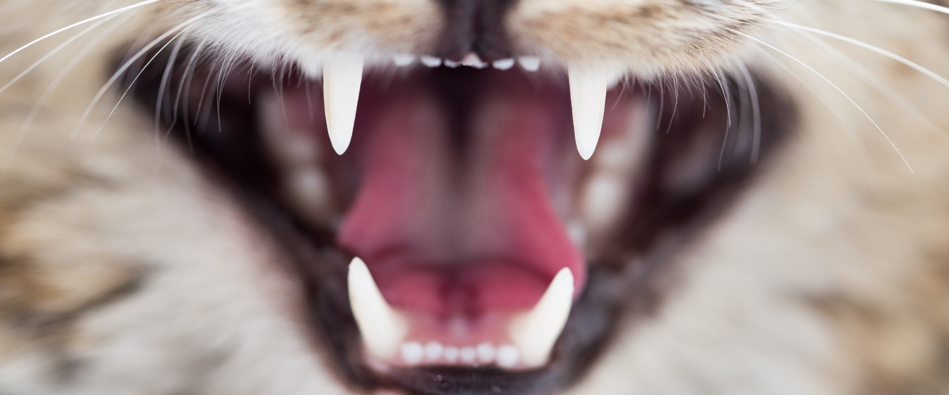 What is cat bruxism (cat grinding teeth)? | TrustedHousesitters.com