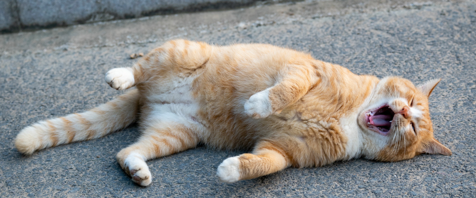 Can Cats Snore? | TrustedHousesitters.com