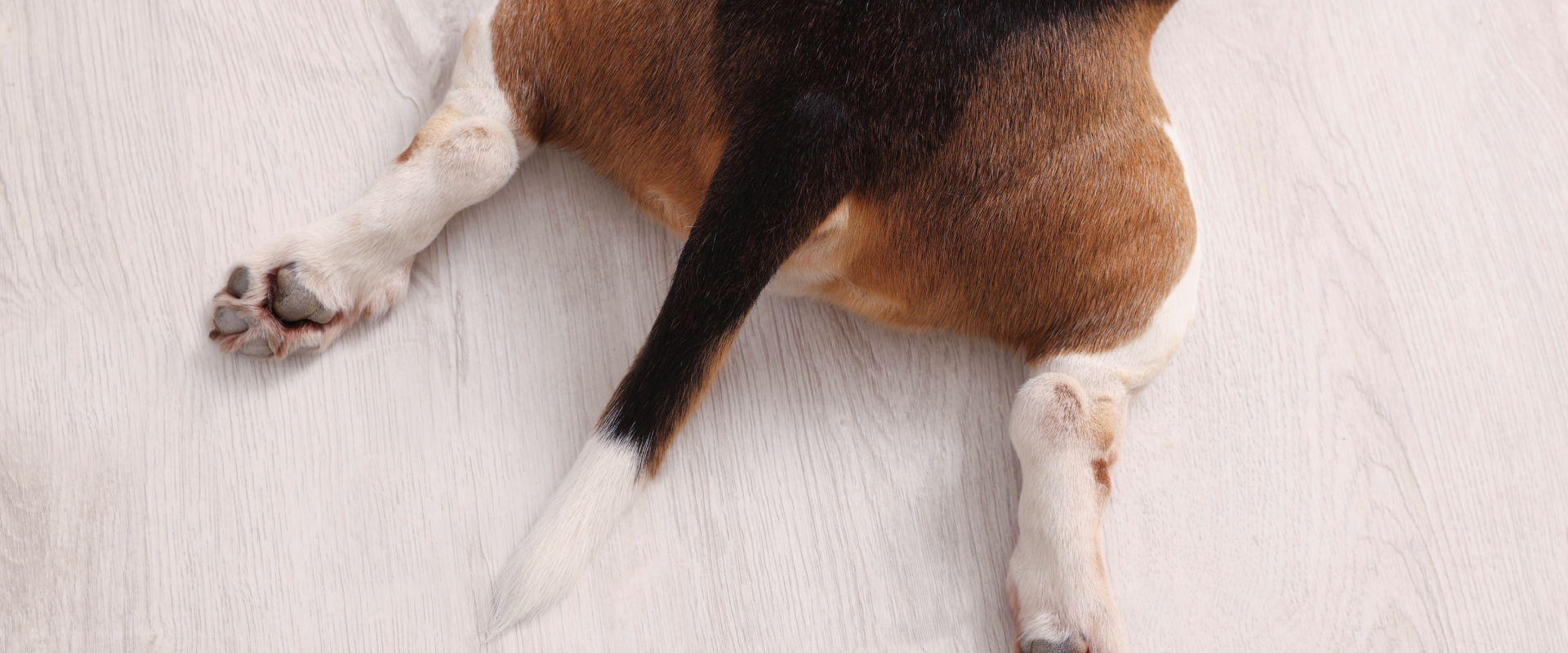 9 Wag-Worthy Dog Tail Facts | TrustedHousesitters.com