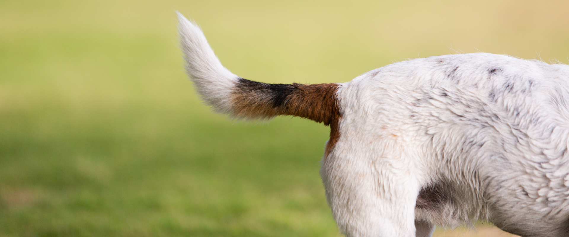 9 Wag-Worthy Dog Tail Facts | TrustedHousesitters.com