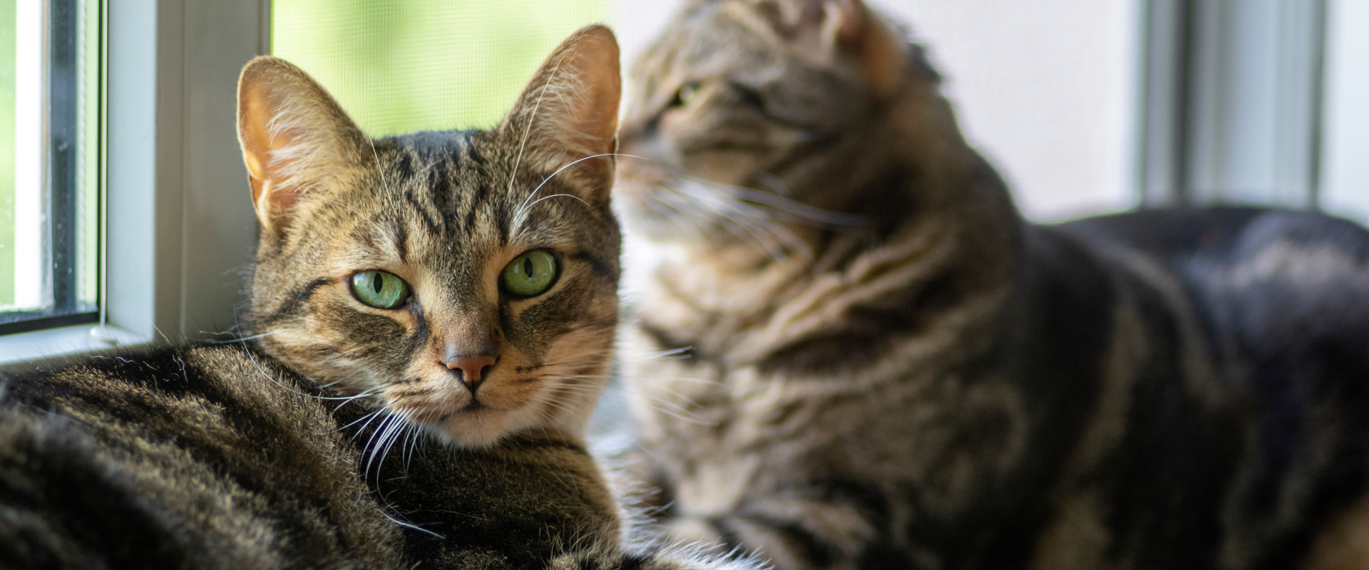 Male vs Female Cats: Which is Better? | TrustedHousesitters.com
