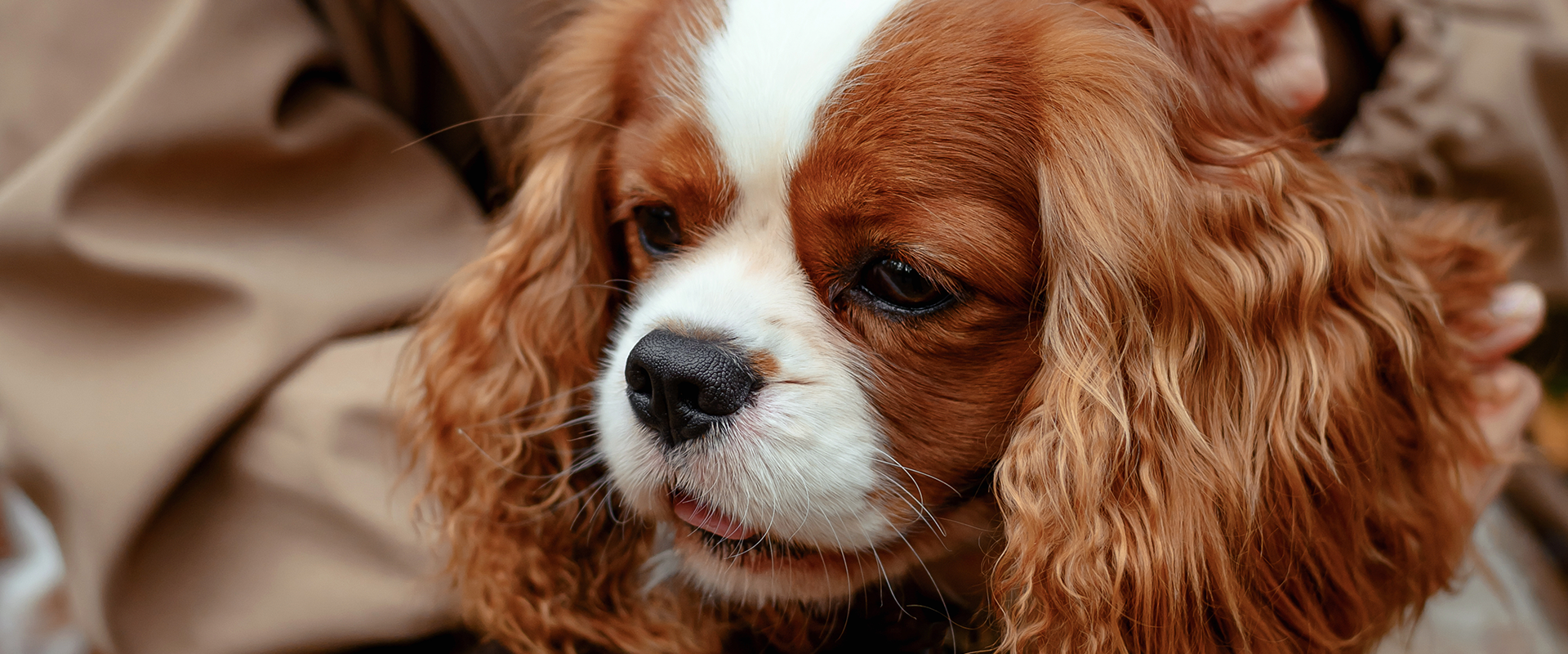 11 of the Best Lap Dogs | TrustedHousesitters.com