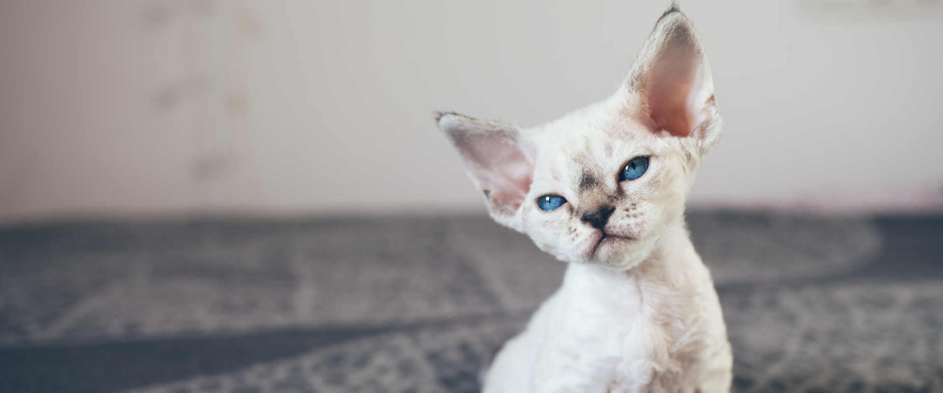 Lord of the Rings Cat Names | TrustedHousesitters.com