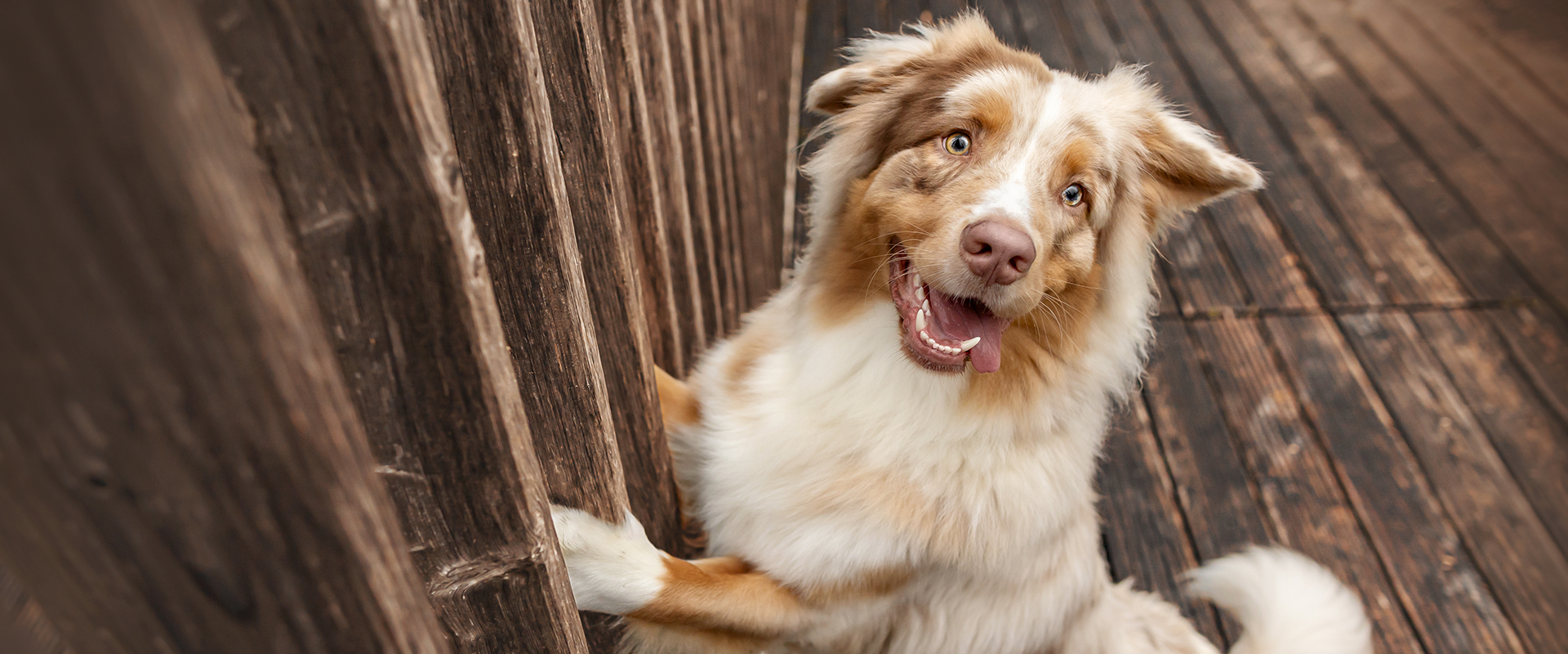 Australian Shepherd Names G'day! 200 Australian Dog Names Perfect For