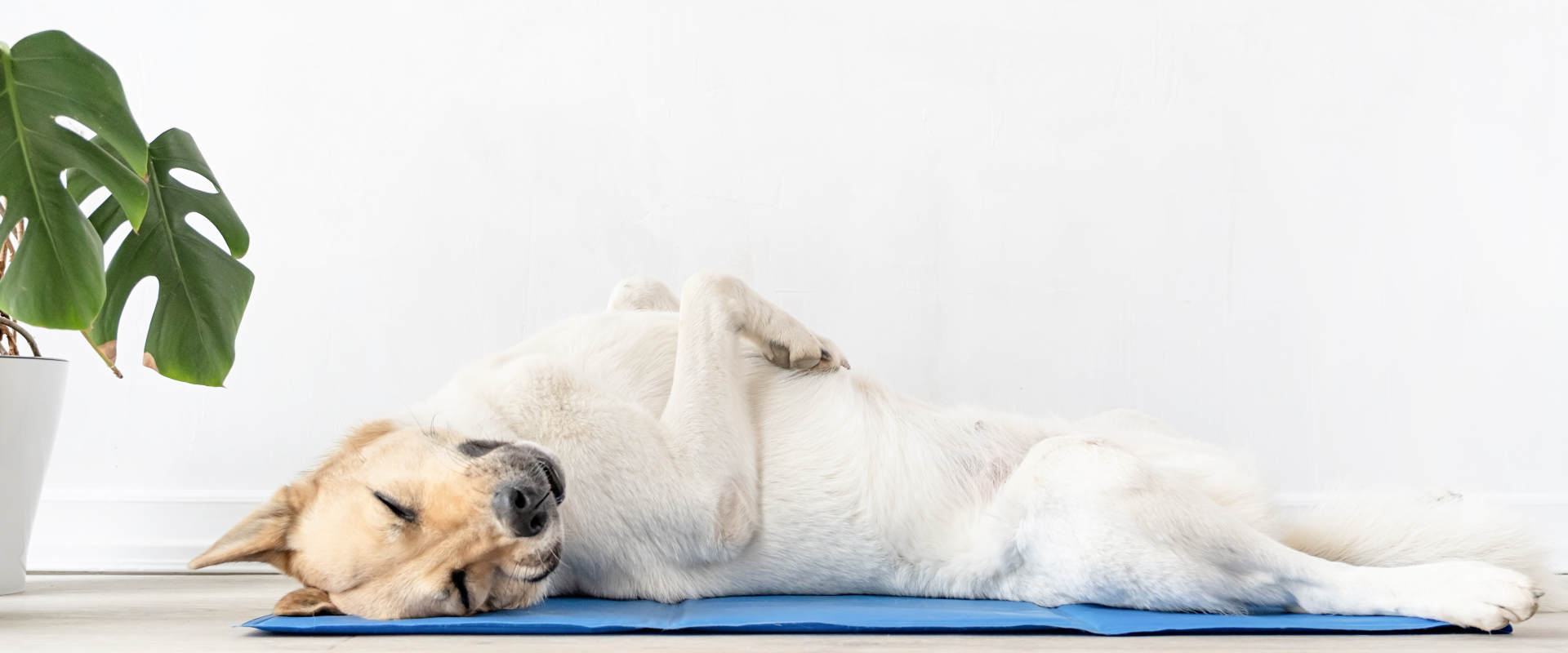 Chillax on These Cooling Mats for Dogs | TrustedHousesitters.com