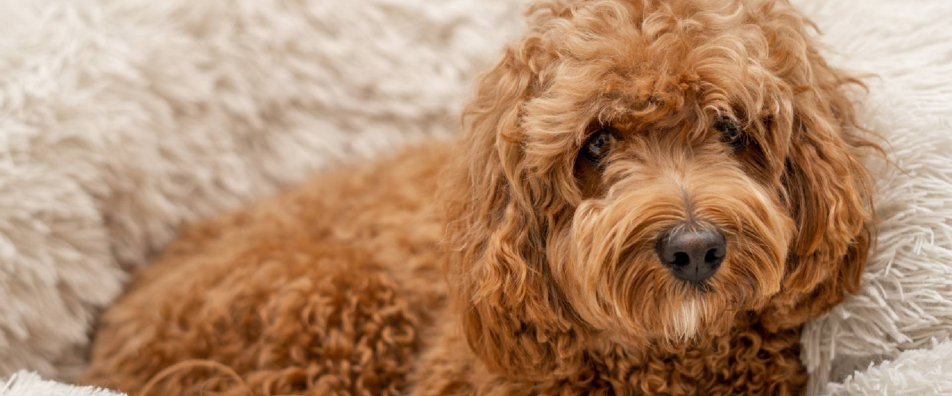 Cavapoo Breed Guide | TrustedHousesitters.com