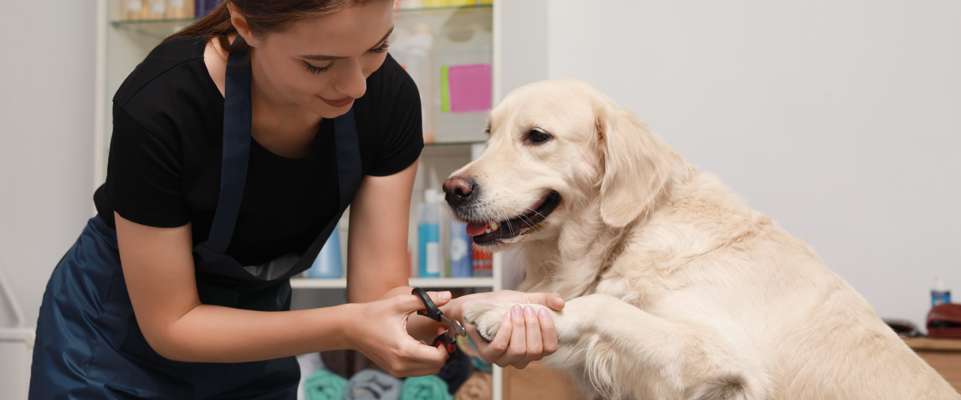 The Paw-fect Pedicure: How To Trim A Dog's Nails | TrustedHousesitters.com
