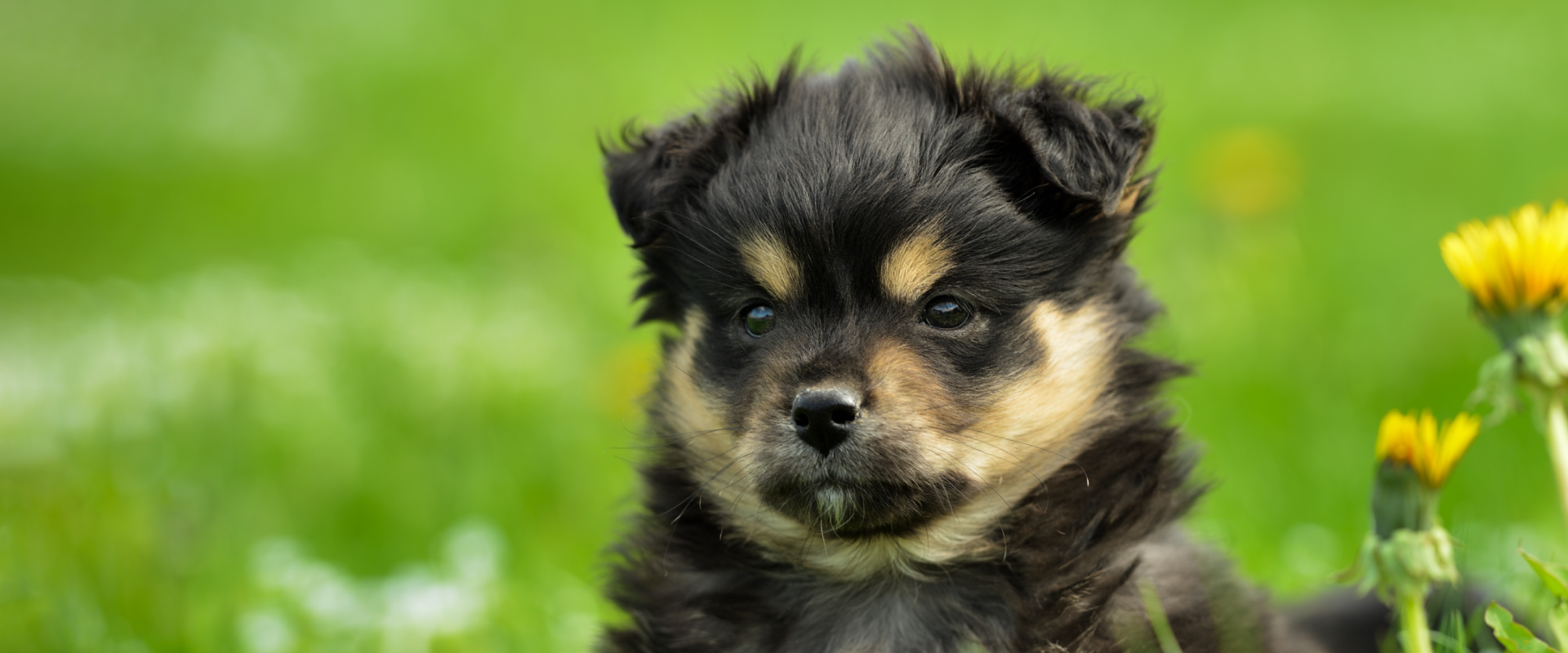 50+ Exciting Dog Names that Start with E | TrustedHousesitters.com