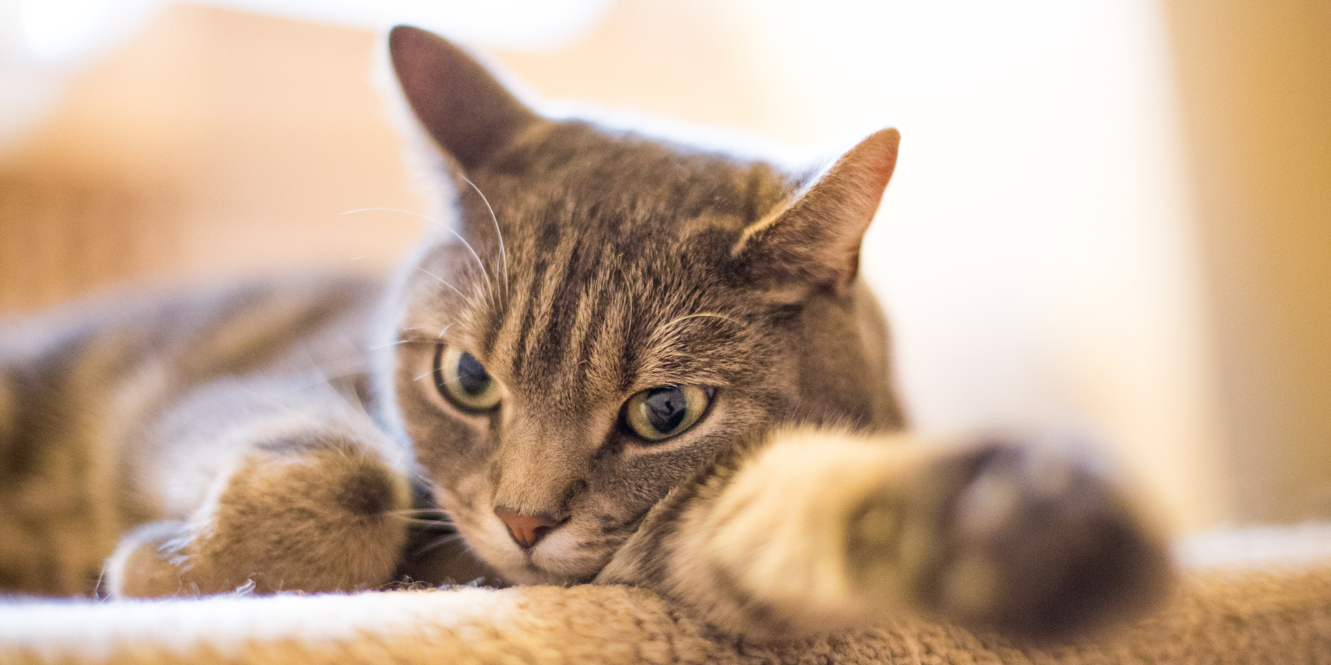 Pawsome Picks: 80+ Cat Names that Start with P | TrustedHousesitters.com