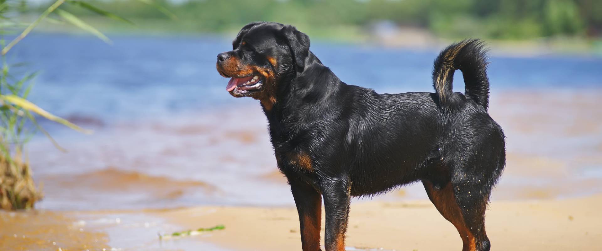 Rottweiler Breed Guide | TrustedHousesitters.com