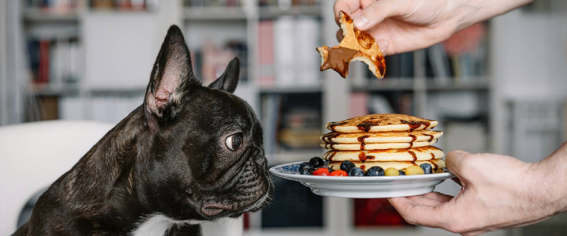 Dog Eating Pancakes