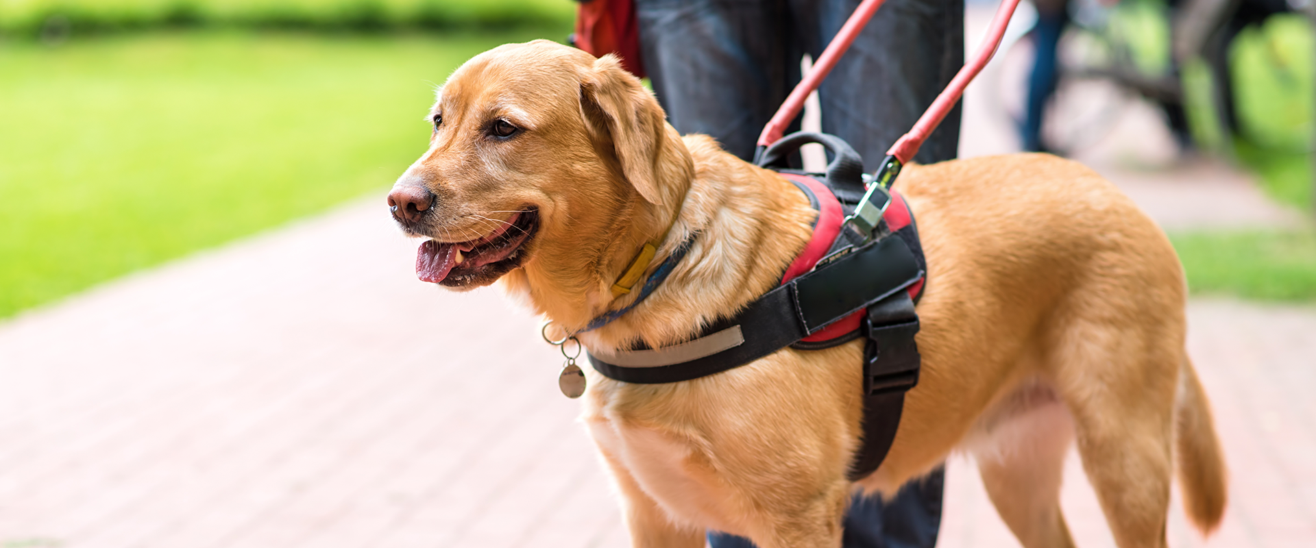 The Types of Service Dogs You Can Rely on | TrustedHousesitters.com