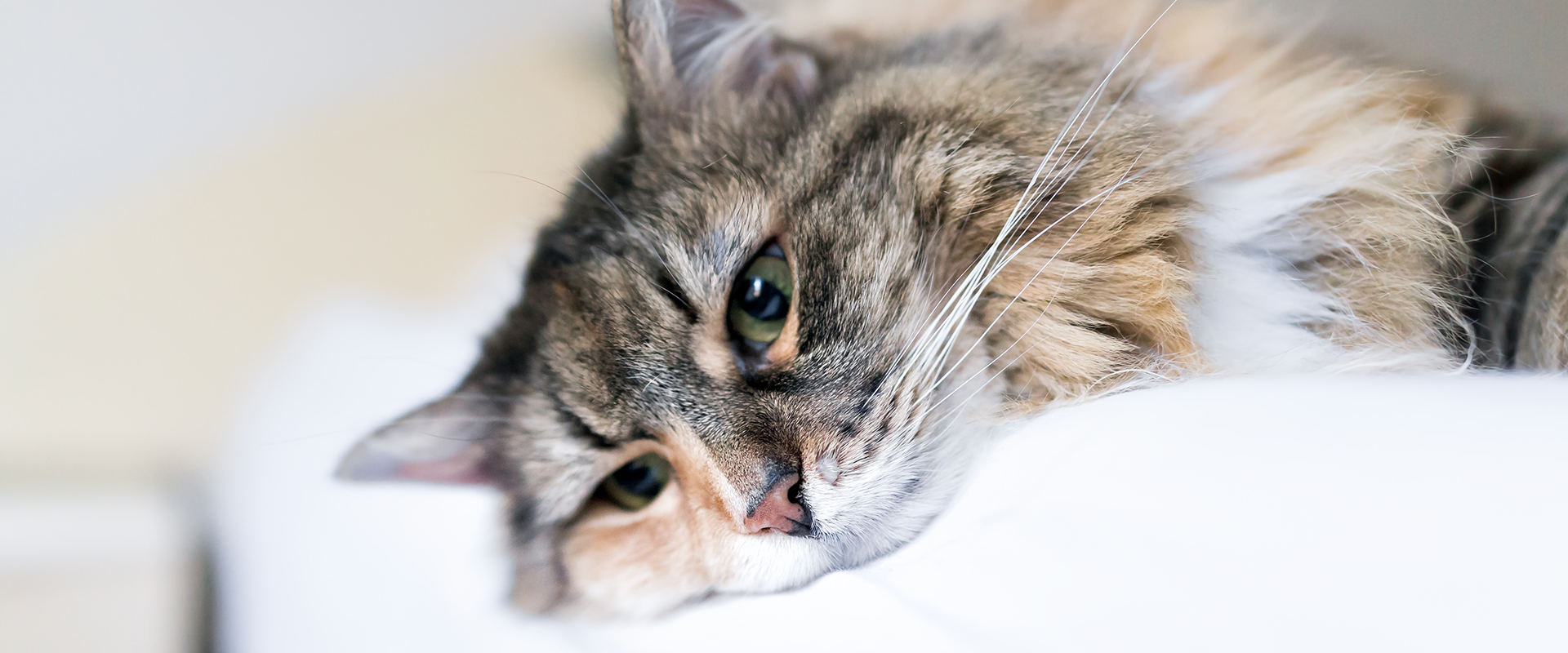 Is My Cat Bored? 5 Signs of Boredom in Cats | TrustedHousesitters.com