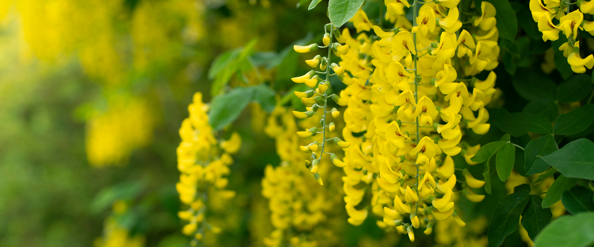 Is Laburnum Poisonous to Dogs? | TrustedHousesitters.com