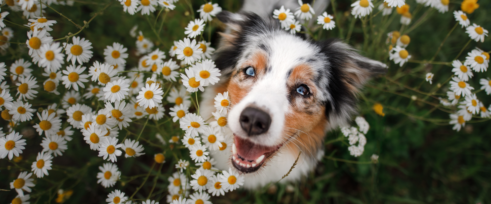 Iconic dog names that start with I | TrustedHousesitters.com