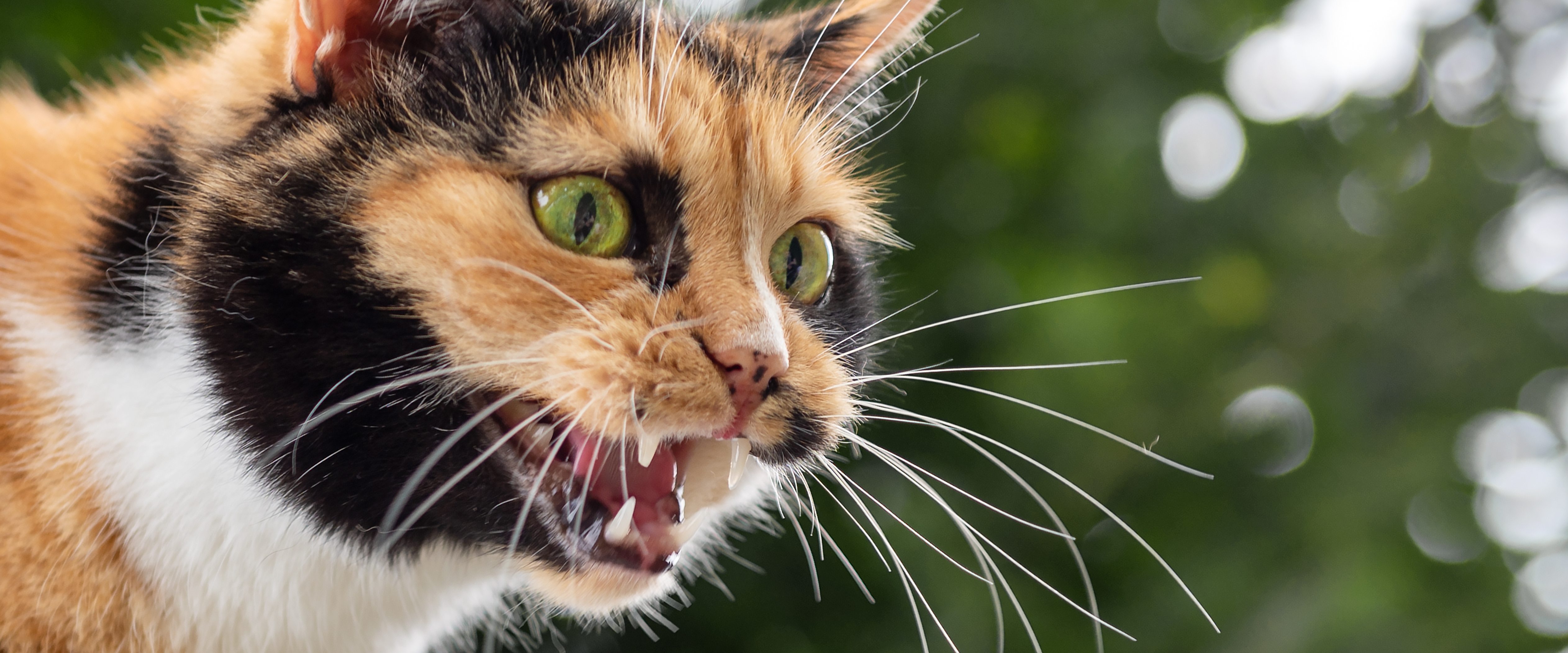 Understanding cat hissing: why do cats hiss and how to respond ...
