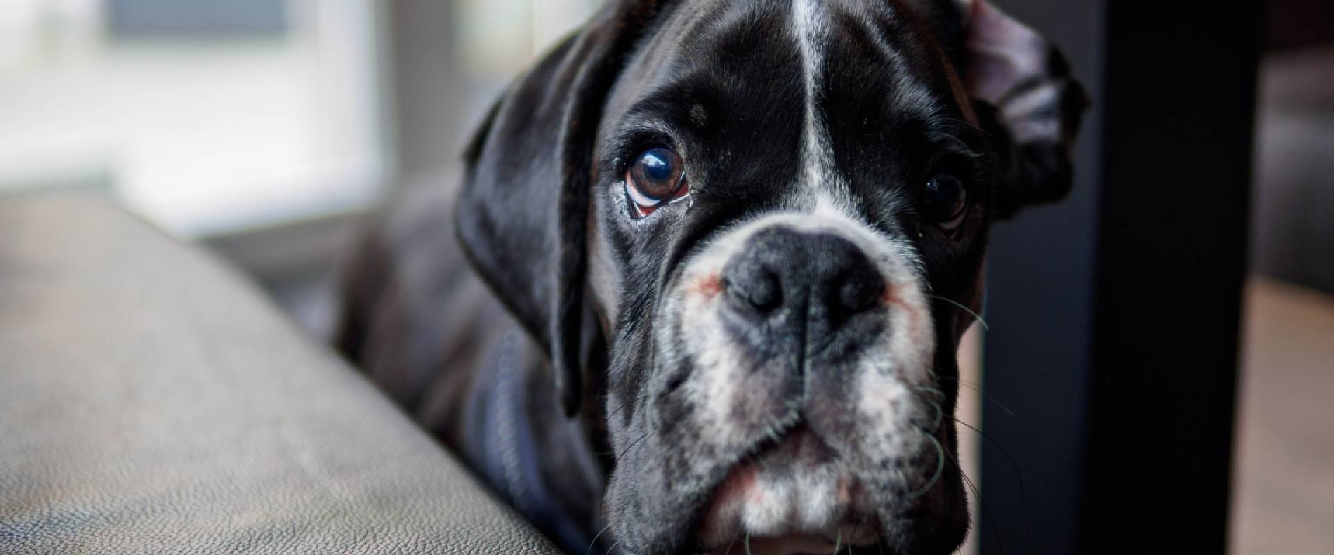 Boxer Dog Breed Guide | TrustedHousesitters.com