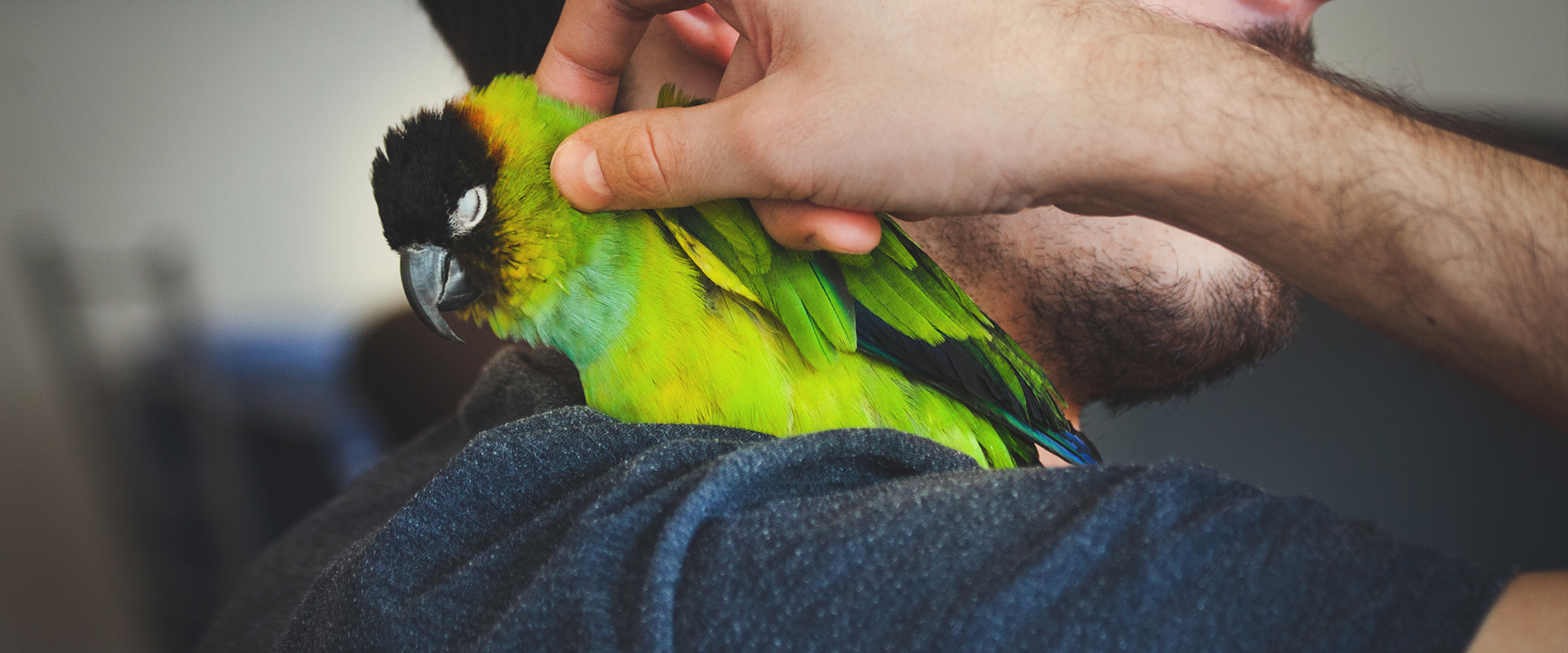 7 Reasons to Have Birds as Pets | TrustedHousesitters.com