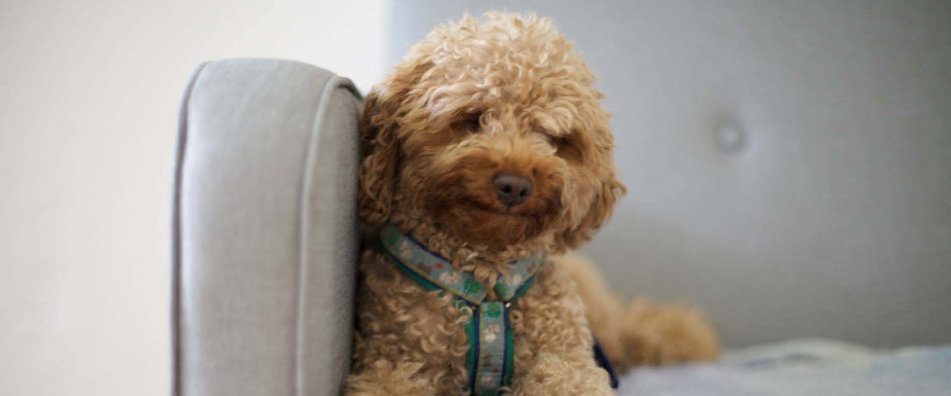 Puppies With Down Syndrome