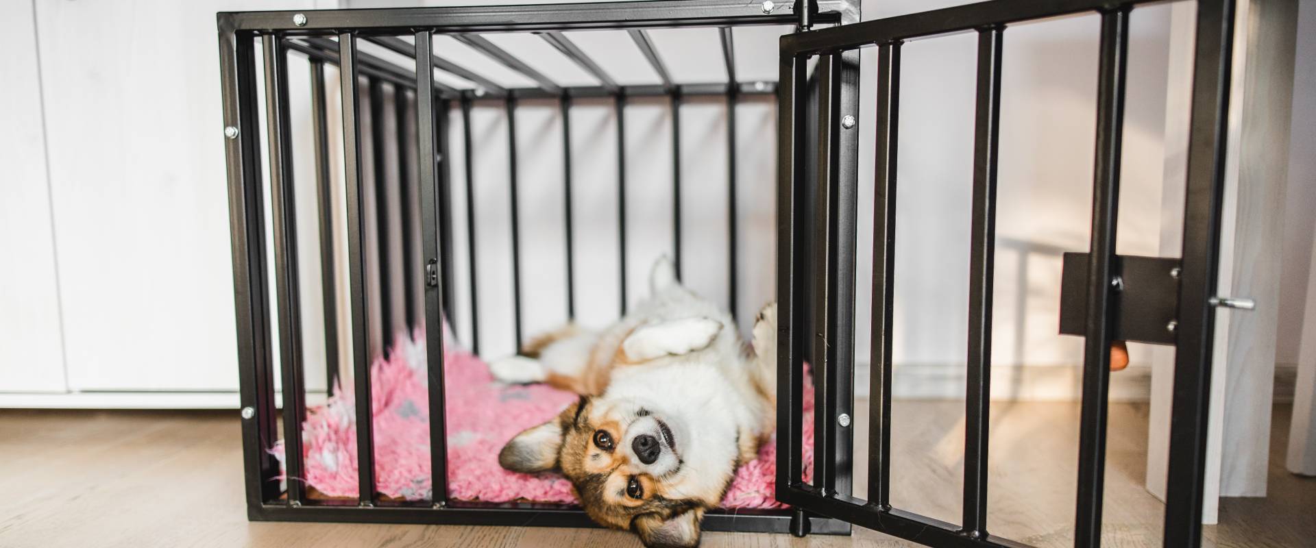 How to make a dog crate comfy: Creating the paw-fect comfy dog bed ...