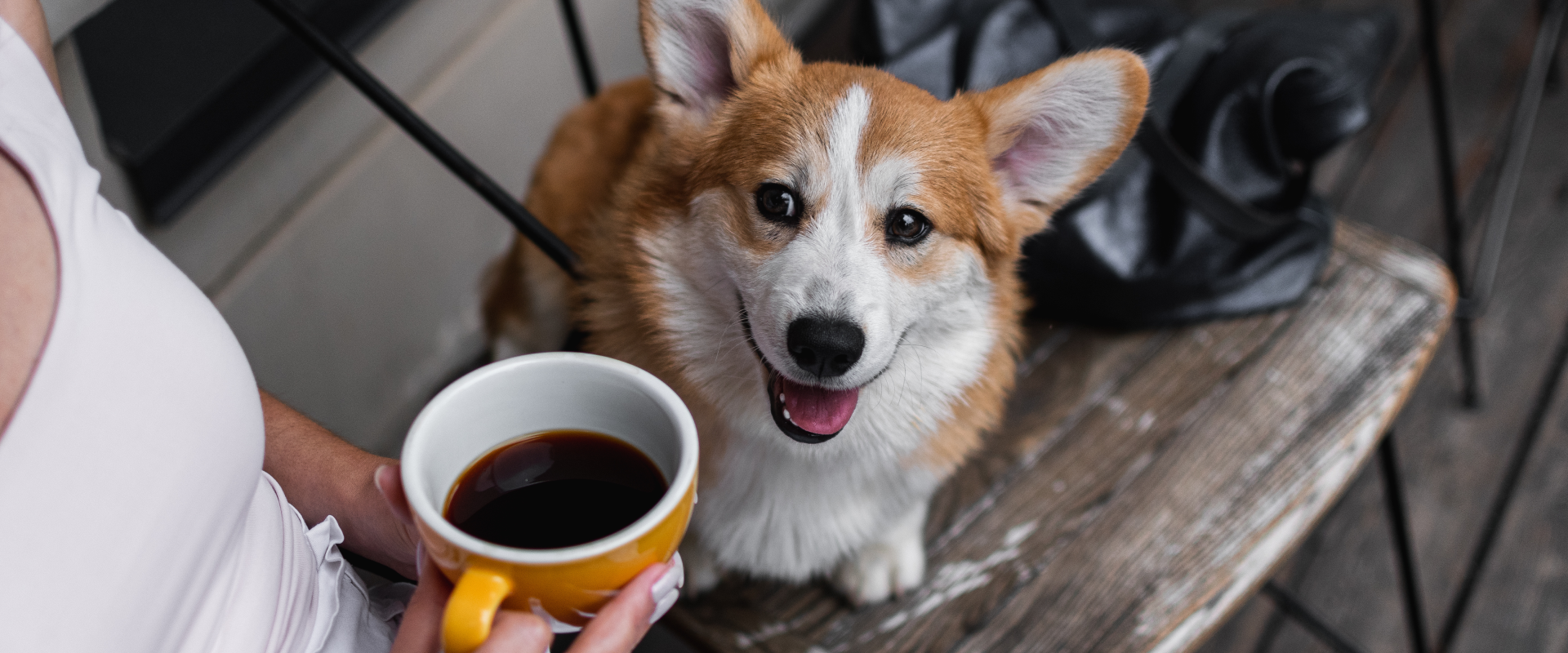 Dog-Friendly Fremantle: Things to do in Freo With a Dog ...