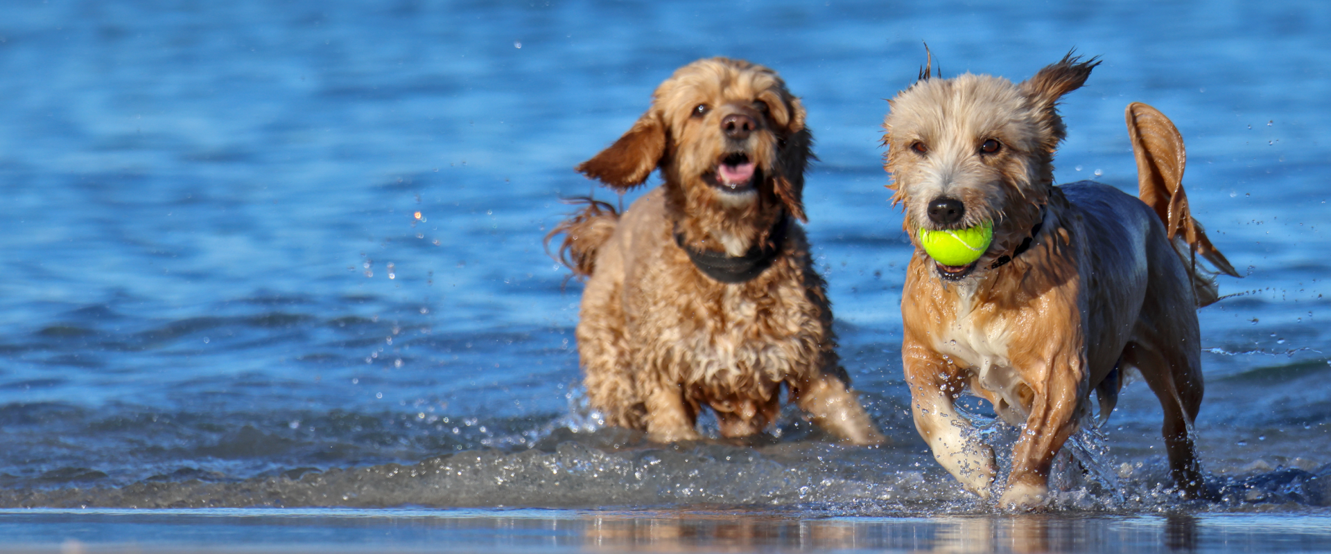 Dog-Friendly Fremantle: Things to do in Freo With a Dog ...