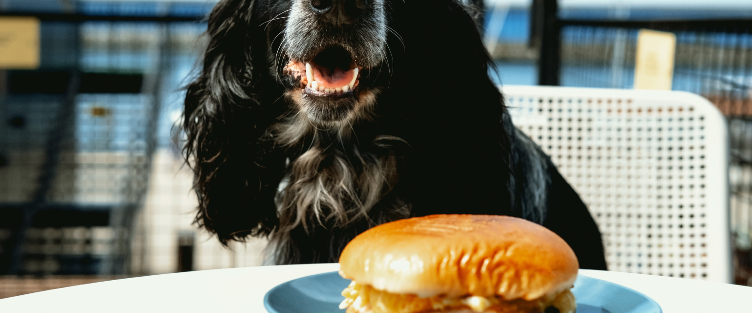 Dog Friendly Toronto: Things To Do in Toronto With a Dog ...