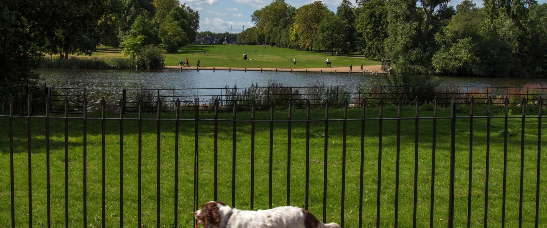 Dog-Friendly England | Dog-Friendly Locations & Walks in England ...