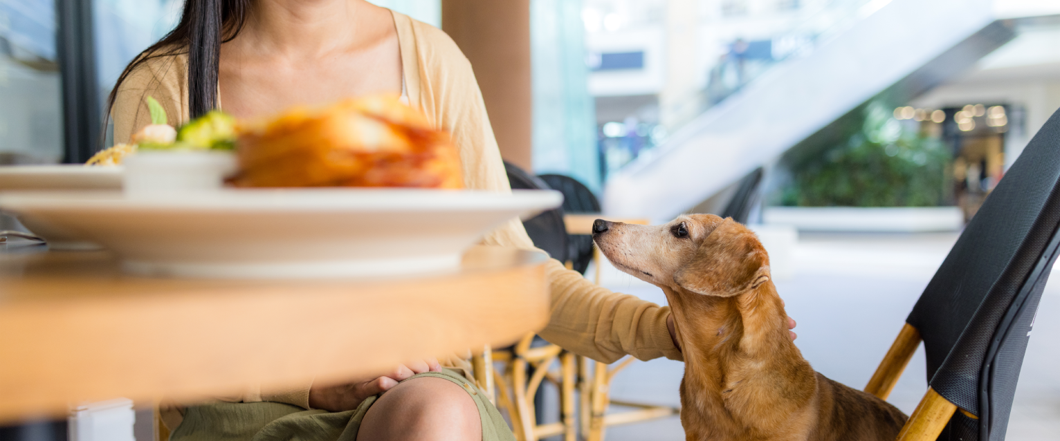 Dog Friendly Henley on Thames: Things To Do With a Dog ...