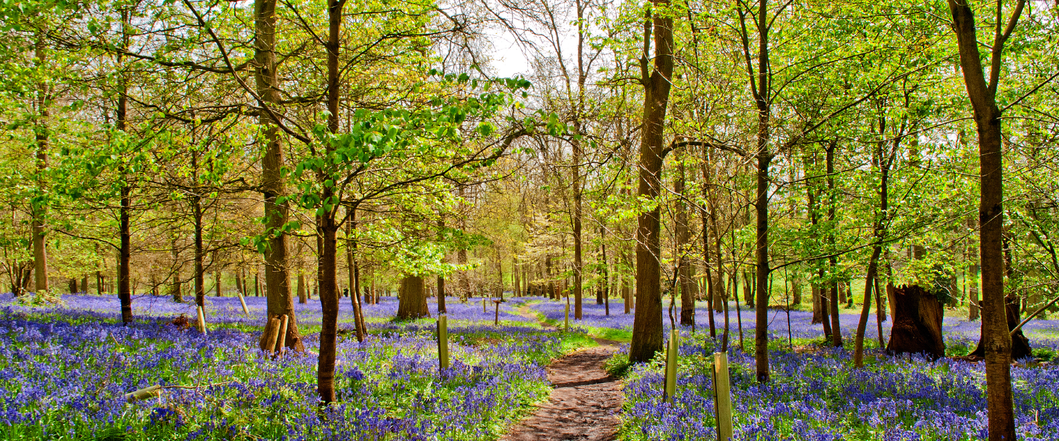 Dog Friendly Henley on Thames: Things To Do With a Dog ...