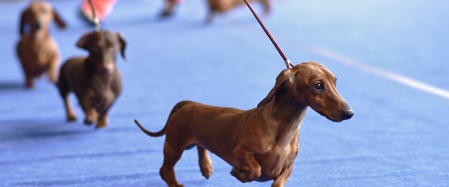 Dog Friendly Henley on Thames: Things To Do With a Dog ...