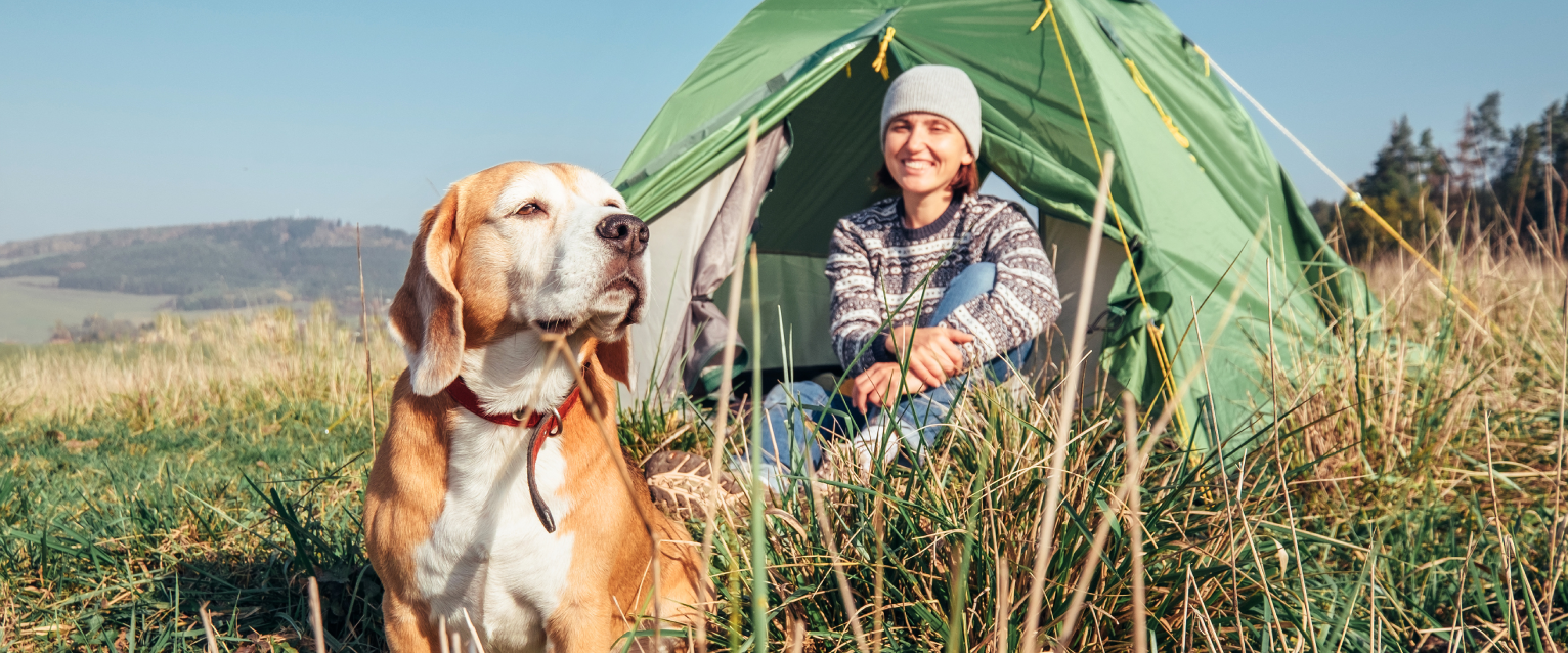 Dog Friendly Henley on Thames: Things To Do With a Dog ...