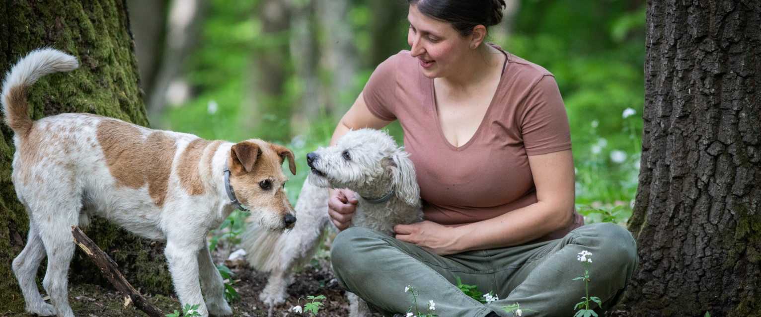 Dog-friendly Nelson: Things to do in Nelson with a dog ...